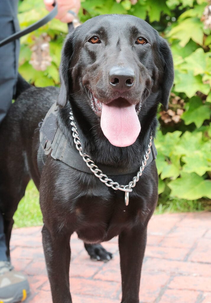 Officer Luke reports for duty in Darlington | News and Press