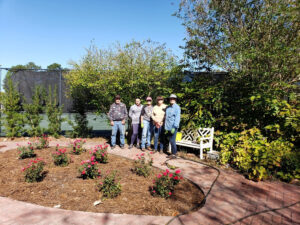 Darlington’s Rose Garden replanted | News and Press